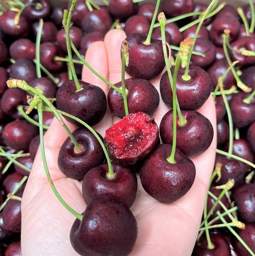 Bán cherry tại Hà Nội, bán quả cherry tại Hà Nội. Ngọc Châu fruits
